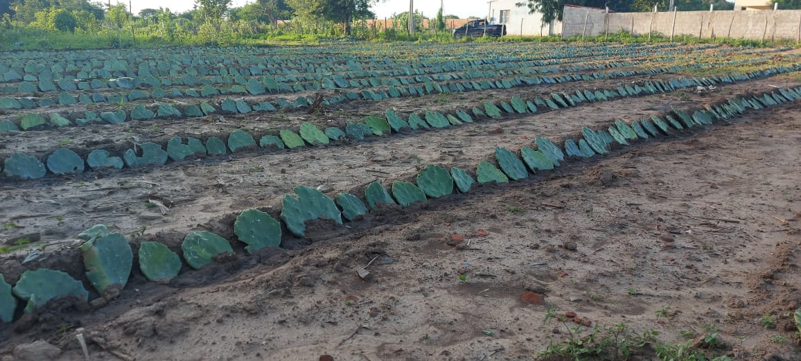 Palma forrageira é opção para alimentação dos rebanhos - Jornal A Praça